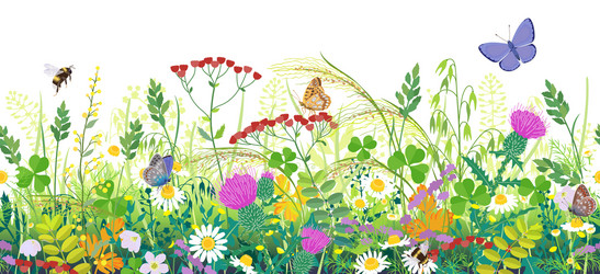 Seamless border with wild flowers Royalty Free Vector Image
