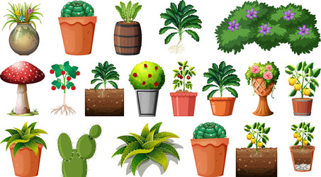 Set different plants in pots isolated on white Vector Image