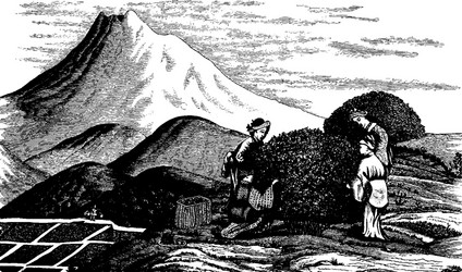 Plucking Vector Images (over 1,400)