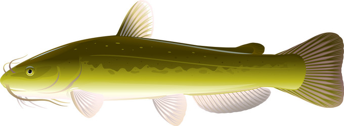 Catfish Vector Images (over 2,200)