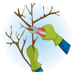 Young woman trimming a tree with garden clippers Vector Image