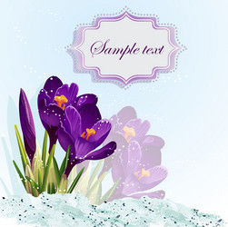 Spring card with crocuses Royalty Free Vector Image