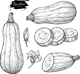 Drawing zucchini Royalty Free Vector Image - VectorStock