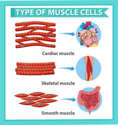 Information poster muscle cells Royalty Free Vector Image