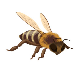 Striped flying bee side view icon Royalty Free Vector Image