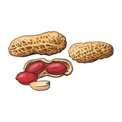 Peanuts in Shell Vector Images (over 2,800)