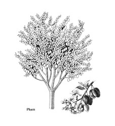 Hand drawn sketch tree Royalty Free Vector Image