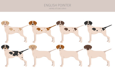 English pointer clipart different poses coat Vector Image
