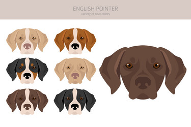 English pointer clipart different poses coat Vector Image