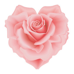 Realistic rose on a white background Royalty Free Vector