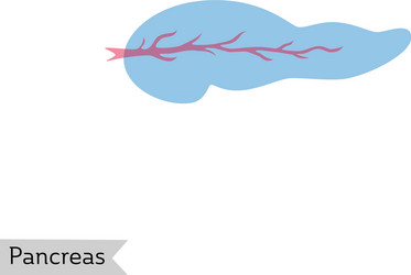 Anatomy of pancreas infographics Royalty Free Vector Image