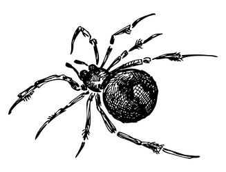 Hand drawing of poisonuous spider black and white Vector Image