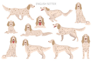 English setter clipart different poses coat Vector Image