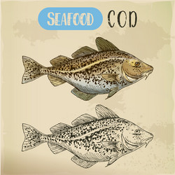 Cod Atlantic Drawing Vector Images (56)