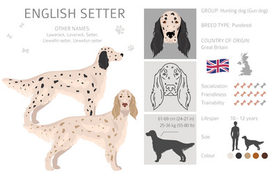 English setter clipart different poses coat Vector Image