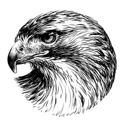 Hawk Line Drawing