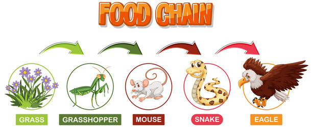 Diagram showing food chain Royalty Free Vector Image