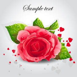 8 march card with rose congratulations Royalty Free Vector