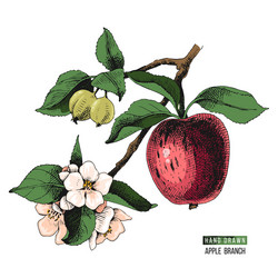 Pomegranate with leaves fresh fruit drawing Vector Image