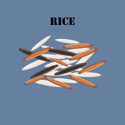 Oats cereal healthy organic nutrition Royalty Free Vector