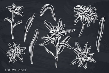 Edelweiss Vector Images (over 440)