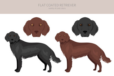 Flat coated retriever clipart different poses Vector Image
