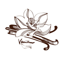 Vanilla pattern design for cards textiles Vector Image