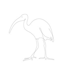Ibis Vector Images (over 670)