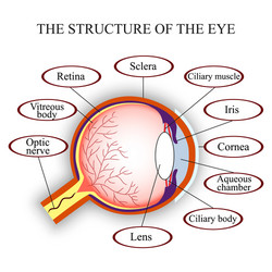Diagram human eye anatomy with label Royalty Free Vector
