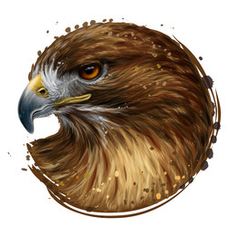 Red-tailed hawk color graphic portrait Royalty Free Vector