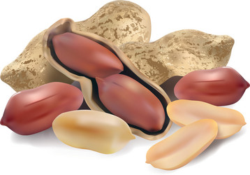 Peanuts in Shell Vector Images (over 2,800)