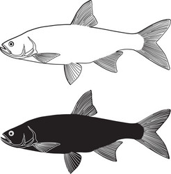 Freshwater Fish Drawing Vector Images (over 2,300)