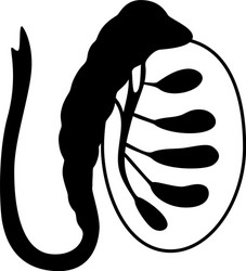 Male Testes Testicles Vector Images (over 170)