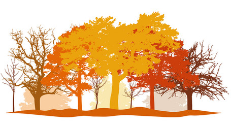 Autumn tree maple Royalty Free Vector Image - VectorStock