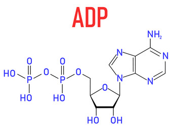 Adp Molecule
