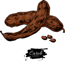 Carob superfood drawing set isolated hand Vector Image