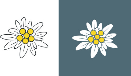 Edelweiss Flower Logo Vector Images (over 130)