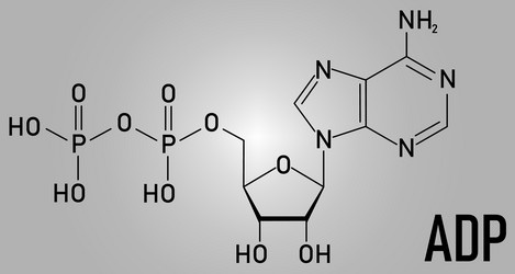 Adp Molecule Labeled