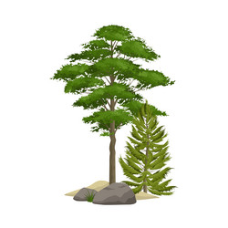 Realistic pine tree Royalty Free Vector Image - VectorStock
