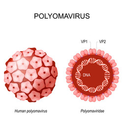 Polyomavirus anatomy of virion Royalty Free Vector Image