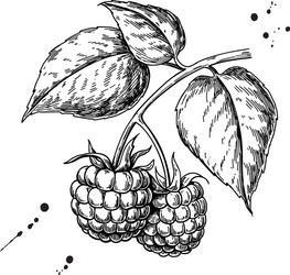 Raspberry Drawing Vector Images (over 5,000)