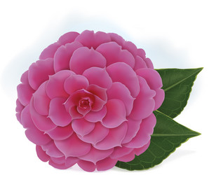 Japanese Rose Vector Images (over 6,000)
