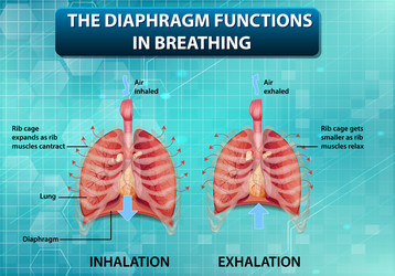 Respiratory System Diaphragm Function
