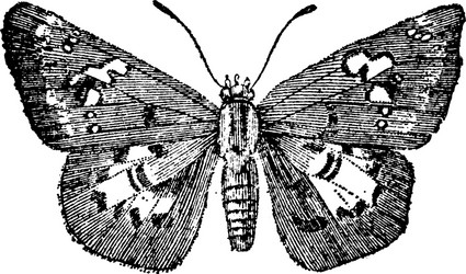 Skipper Vector Images (over 7,300)