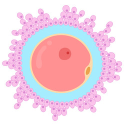 Diagram of Egg Cell Vector Images (over 260)