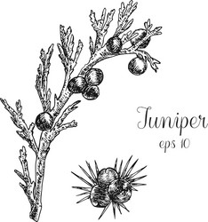 Juniper Tree Vector Images (over 1,000)