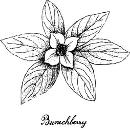 Bunchberry Vector Images (45)