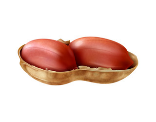 Realistic peanut in nutshell kernel shell Vector Image