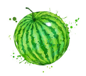 Watermelon Plant with Fruits and Flowers Vector Image