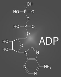 Adenosine Vector Images (over 170)